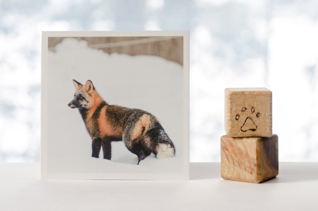 Cross Fox Fine Art Photography Print, Nature Photography, Wildlife ...