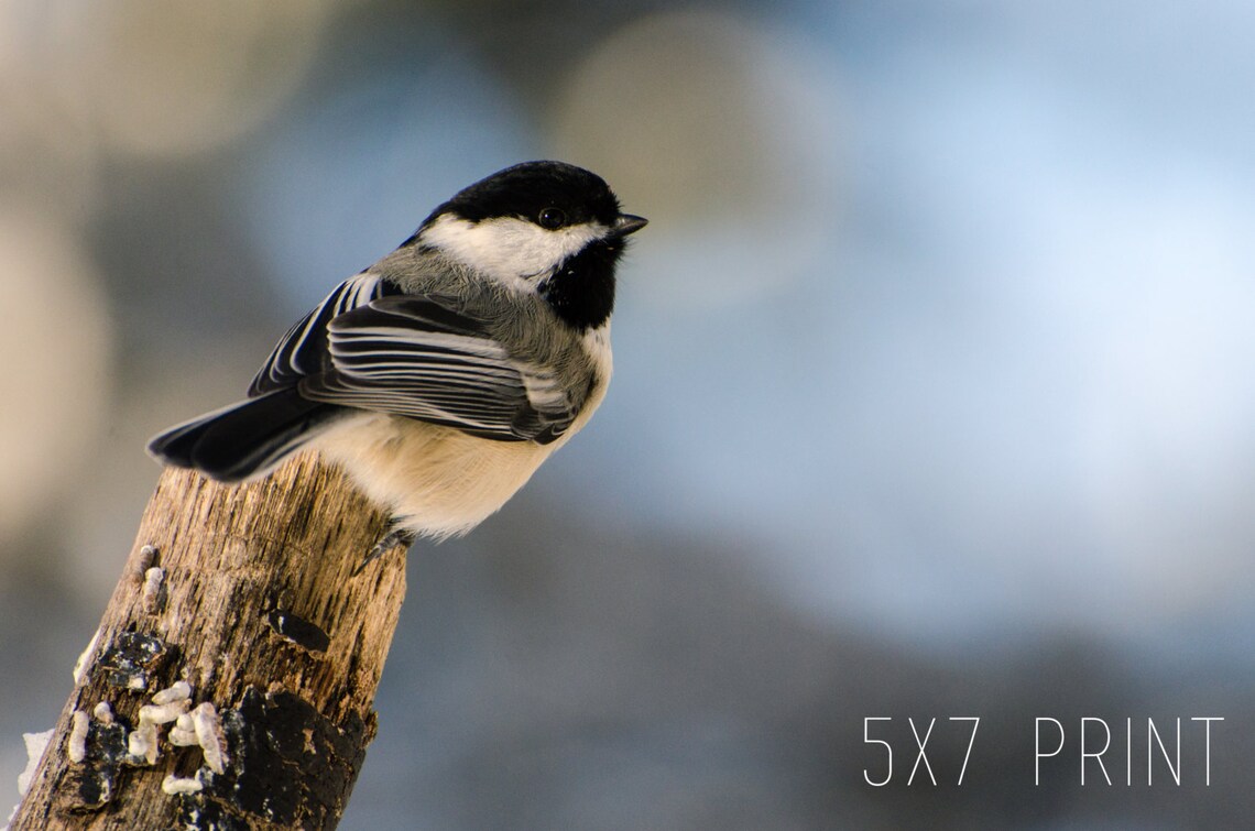 Chickadee Photograph, Fine Art Photography Print, Nature Photography ...