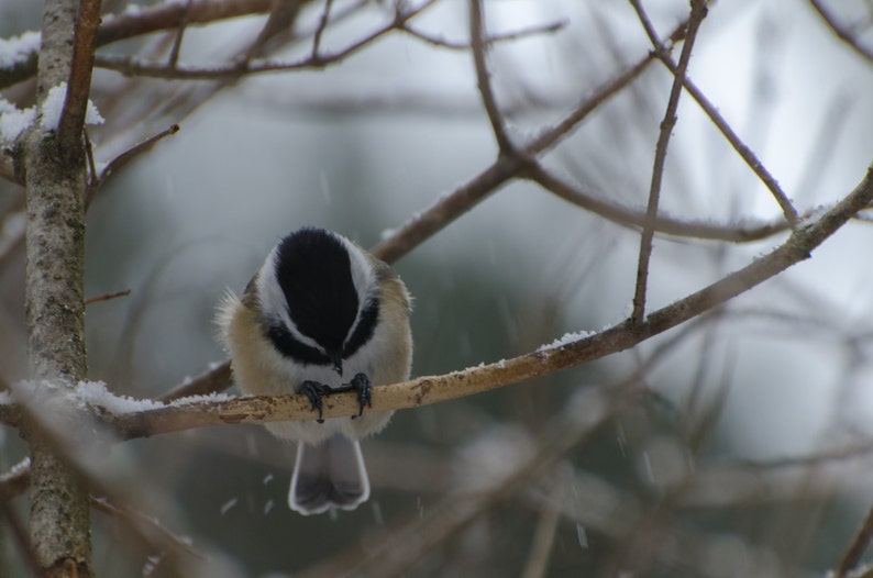 Chickadee Fine Art Photography Print, Nature Photography, Wildlife ...