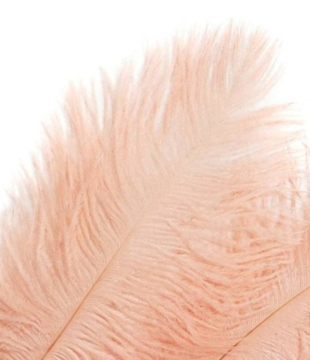 Peach Ostrich Feather Plume 26 & up Extra Large Ostrich Feathers Large ...