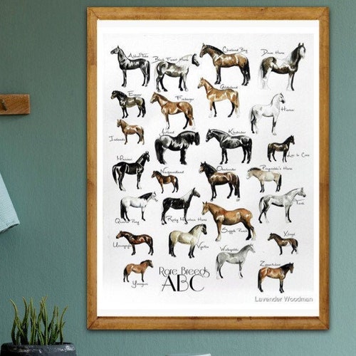 Rare Horse Breeds ABC Poster watercolour Alphabet Print | Etsy