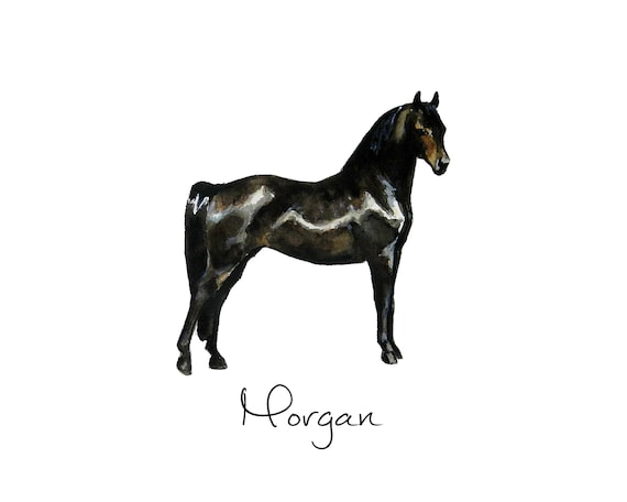 Morgan Horse Print Watercolour Poster Horse Breeds | Etsy