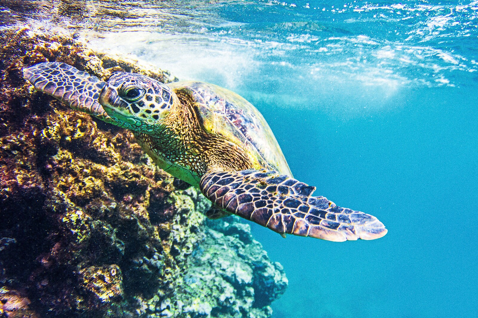 Underwater Sea Turtle Photography Fine Art Photo. Black and - Etsy ...