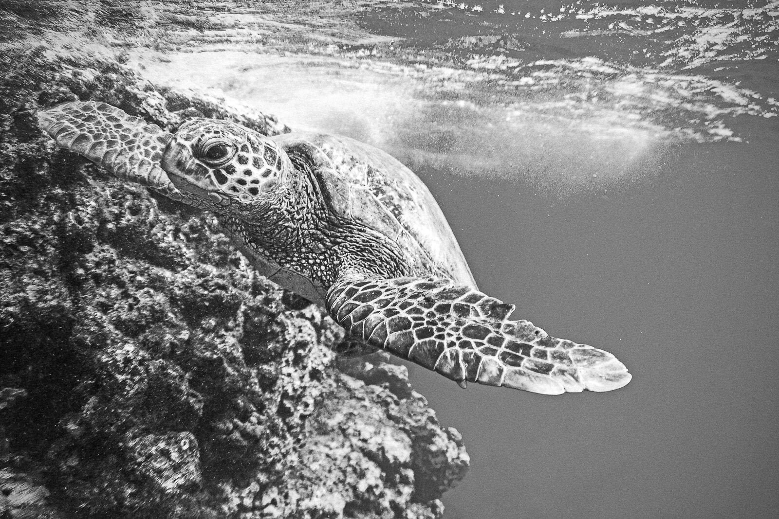 Sea Turtle Black And White Photography