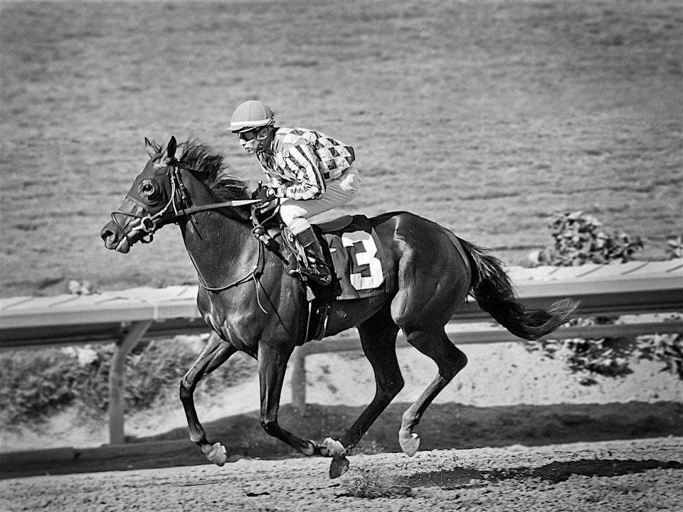 White Thoroughbred Racing