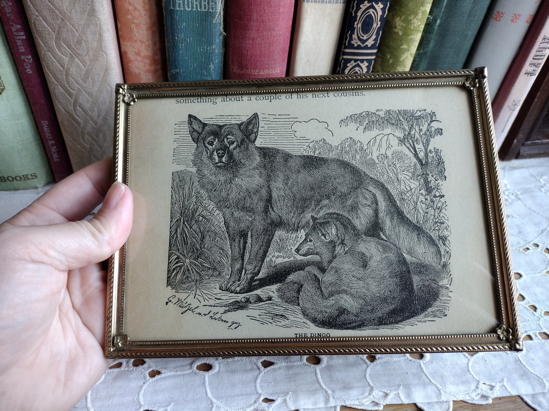 Antique Dingo Book Illustration in Vintage Gold Rectangle Frame Picture ...