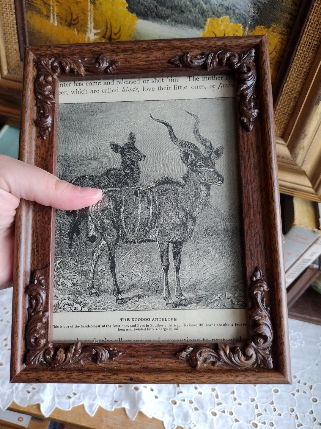 Antique Book Page Illustration Koodoo Picture Framed Wooden Frame ...