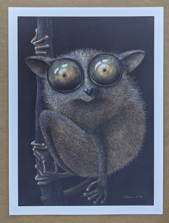 Tarsier At Night