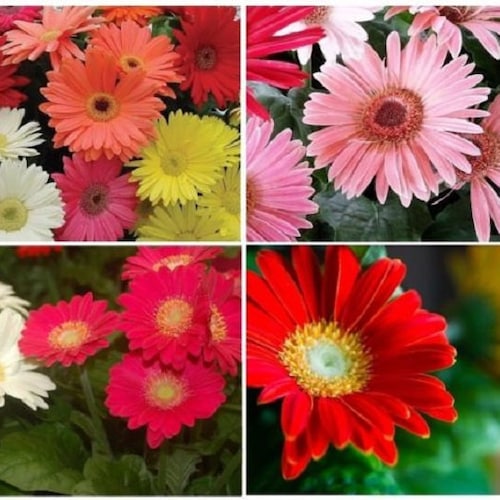 Gerbera Daisy Hybrids Mix Flower Seeds 50PCS - Etsy