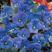 30 Viola Cornuta Blue Perfection / Perennial / Flower Seeds - Etsy