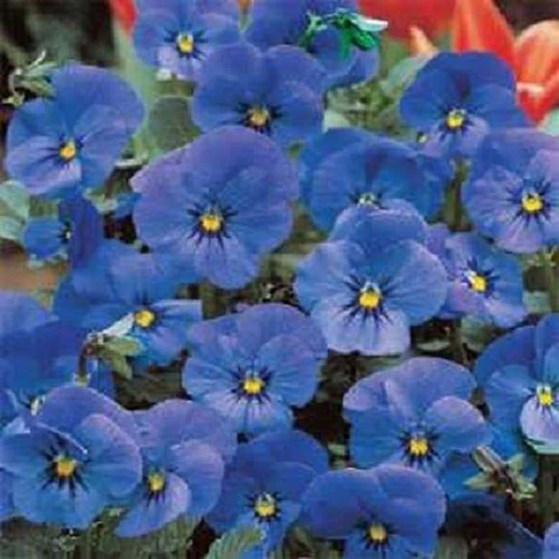 30 Viola Cornuta Blue Perfection / Perennial / Flower Seeds - Etsy