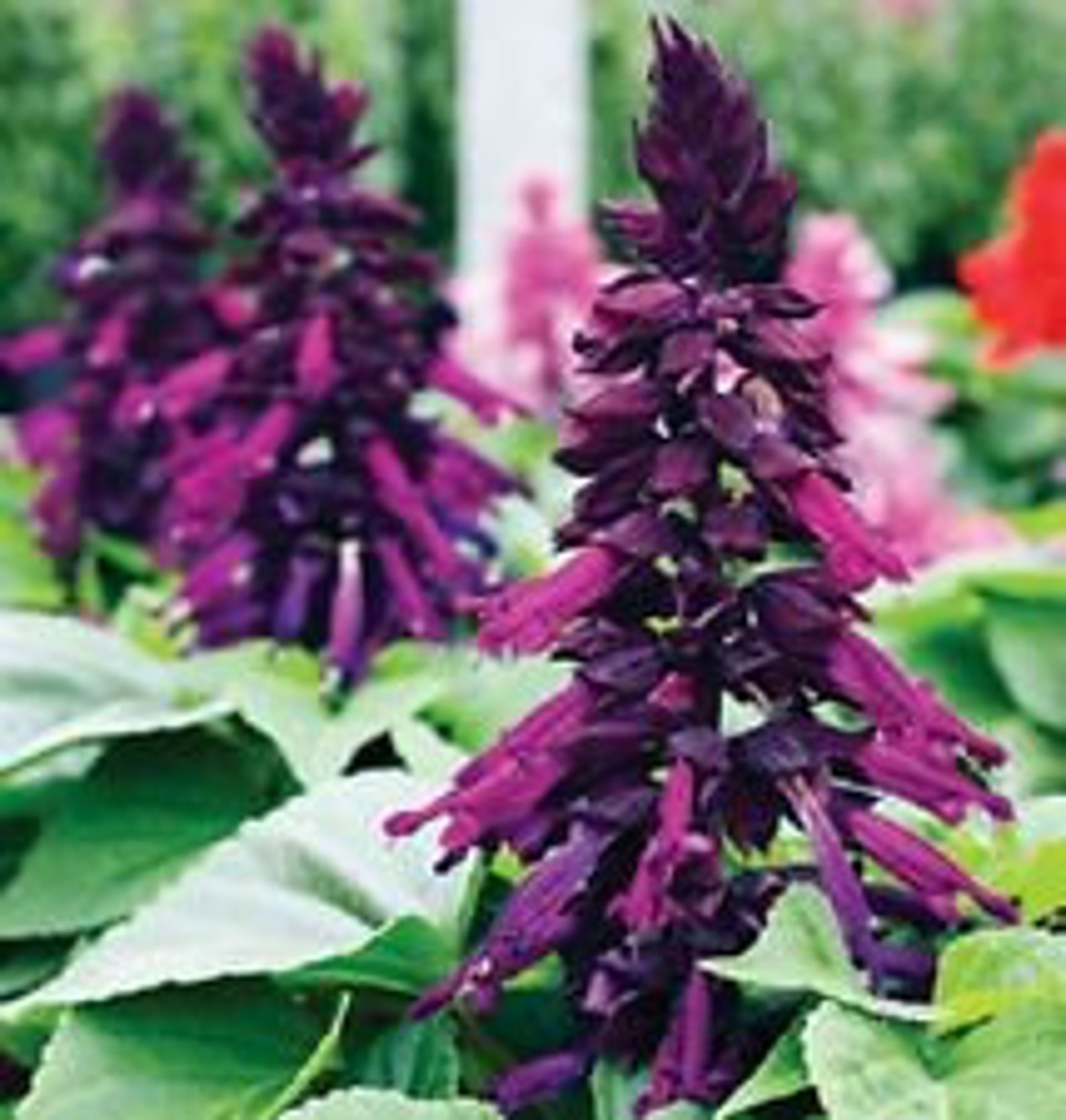 40+ Salvia Salsa Purple Bi-color Flower Seeds Perennial , Drought ...