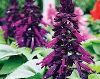 40 Salvia Salsa Red Bi-color / Drought Tolerant / Sage / Perennial ...