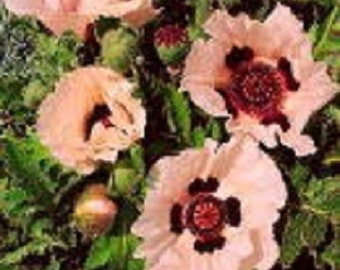 35 Poppy Princess Victoria Louise / Papaver / Orientale / Perennial ...