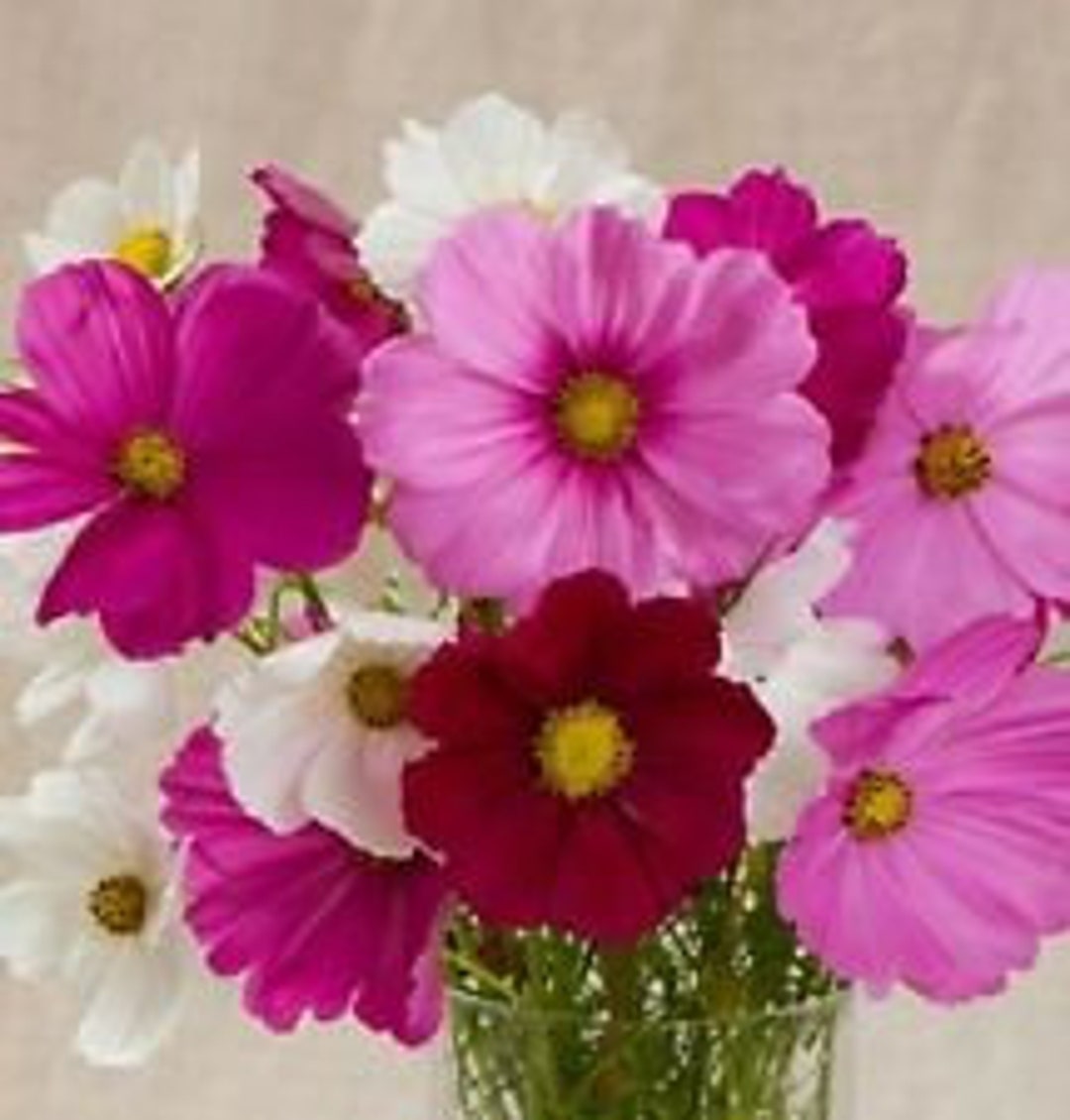 35+ Cosmos Versalles Mix Flower Seeds / Long Lasting Annual/drought ...