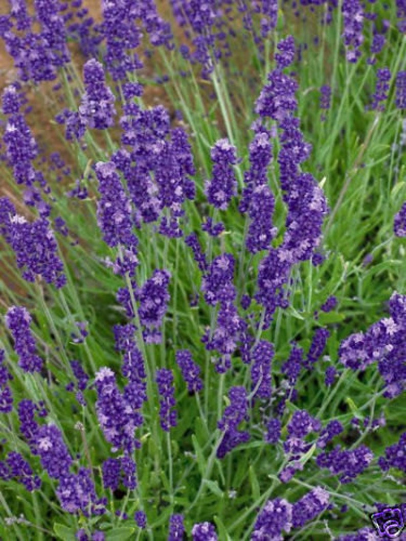 30 Lavendula RED LAVENDER Flower Seeds / Easy to Grow - Etsy