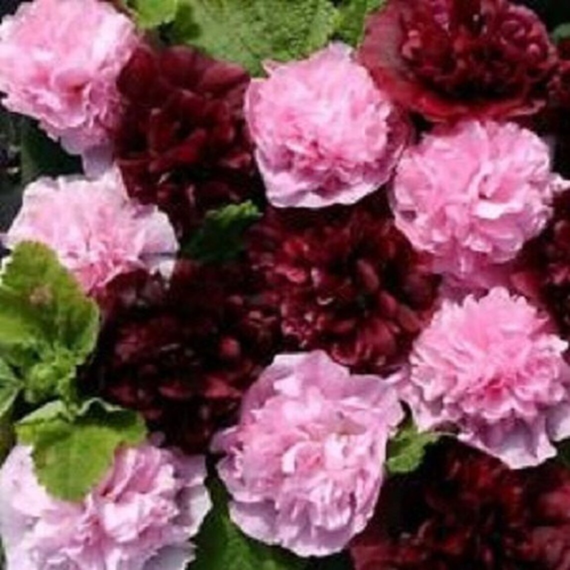 30 Alcea Very Berry Double Hollyhock Mix / Perennial Flower - Etsy