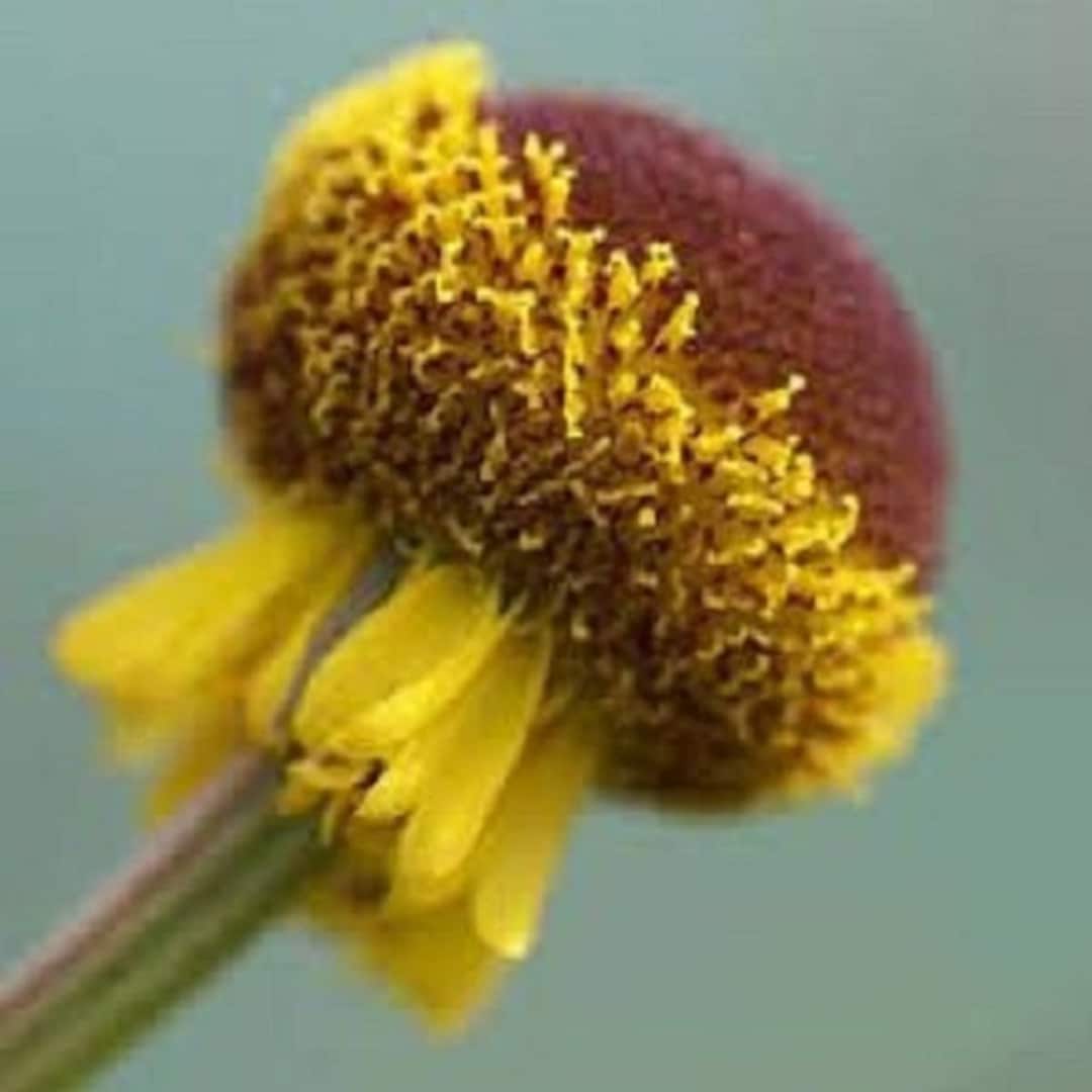 50+ Autumn Lollipop Helenium / Perennial Flower Seeds - Etsy