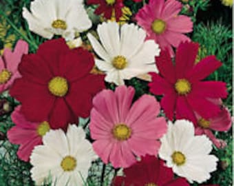 35 Cosmos Happy Ring / Long Lasting / Annual / Drought Tolerant ...