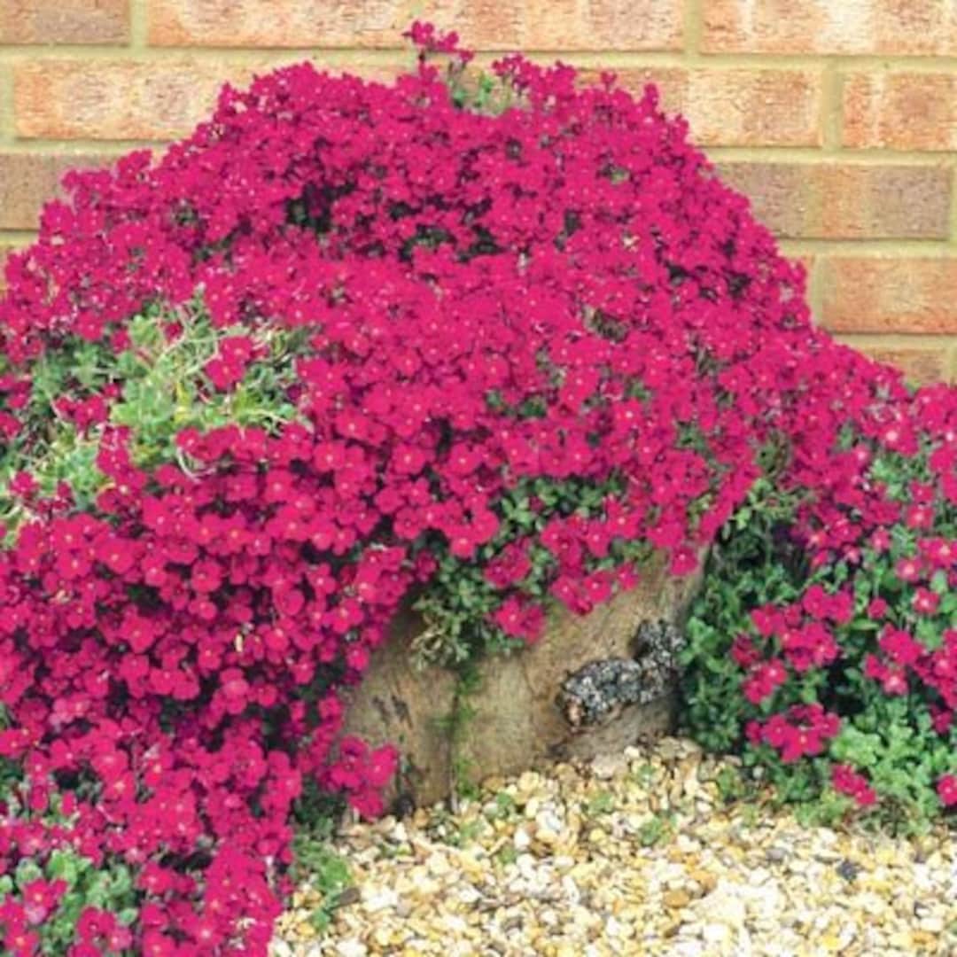 50 Bright Red Rock Cress AUBRIETA FLOWER SEEDS / Evergreen Perennial ...