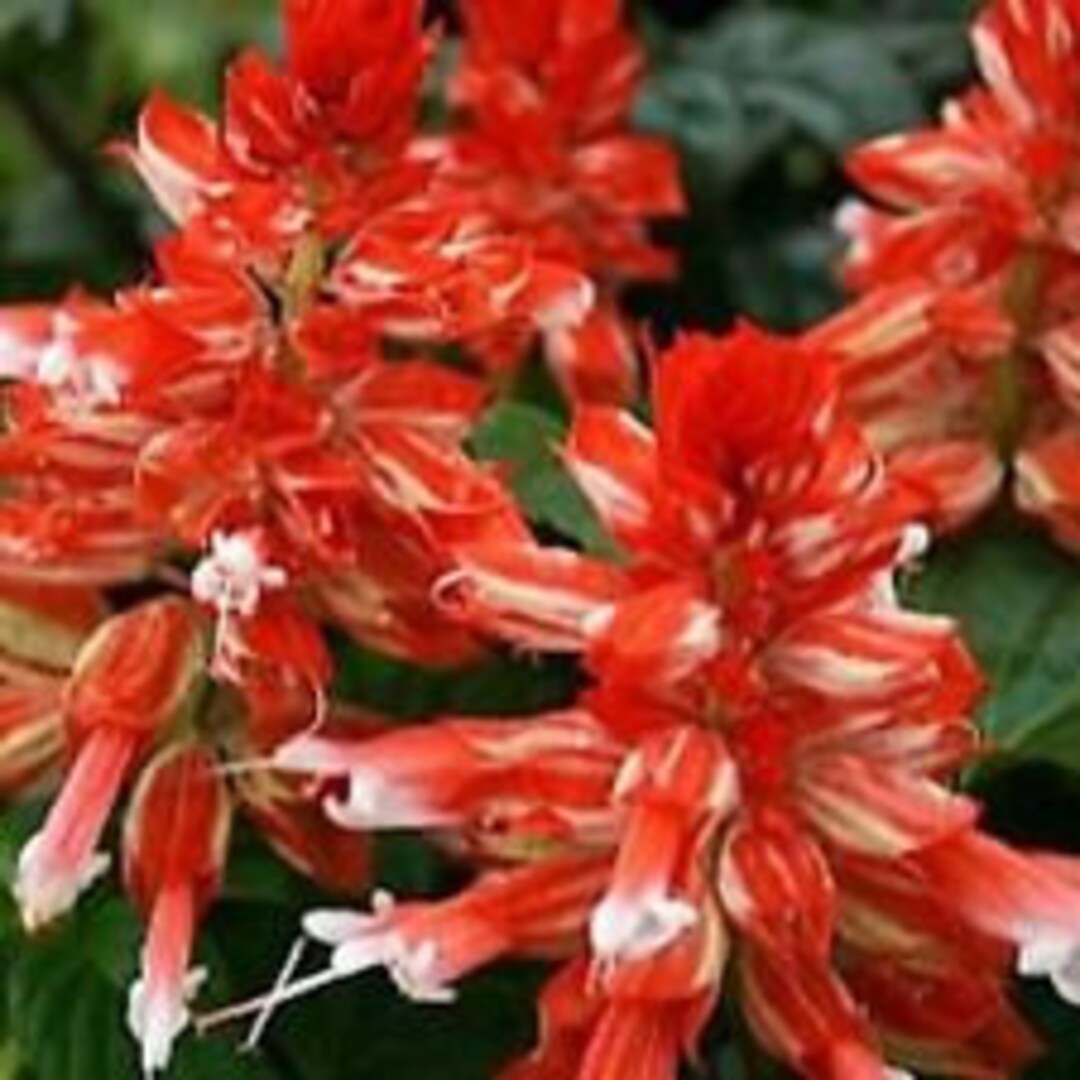 40+ Salvia Salsa Red Bi-color Flower Seeds Perennial Drought Tolerant ...