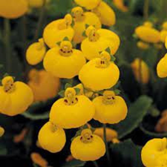 25 Calceolaria Dainty Yellow Flower Seeds / PERENNIAL / LONG - Etsy