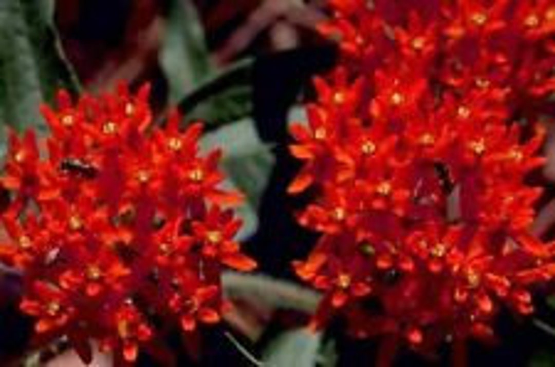 30+ Deep Red Butterfly Weed Flower Seeds / Asclepias / Perennial ...