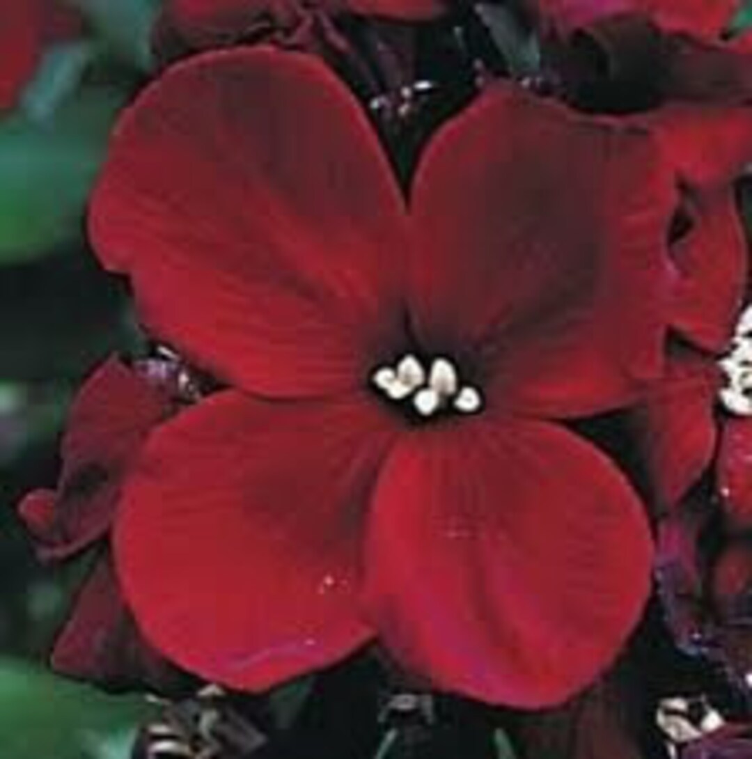 50+ Iberis Gibraltarica Evergreen Red Candytuft / Deer Resistant Ground ...