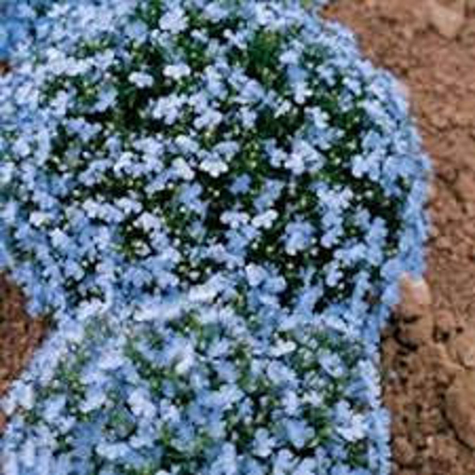 60+ Wonderland Blue Fragrant Alyssum Flower Seed Perennial / Ground ...