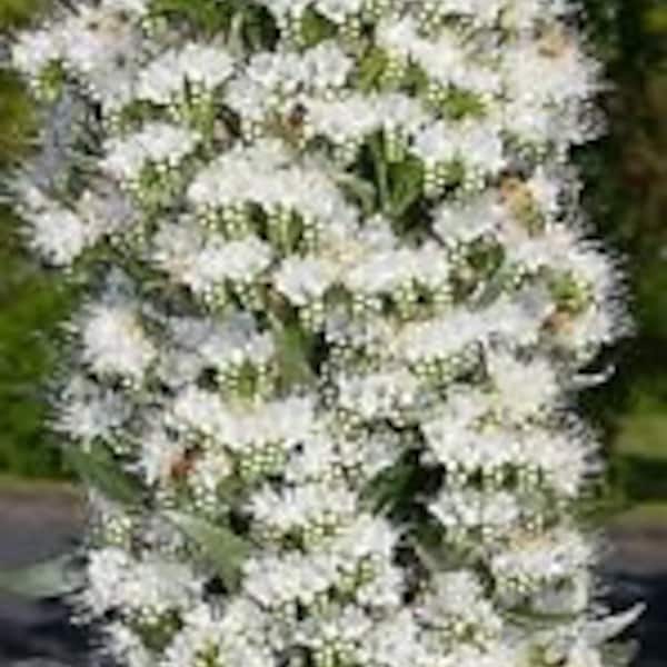Echium - Etsy