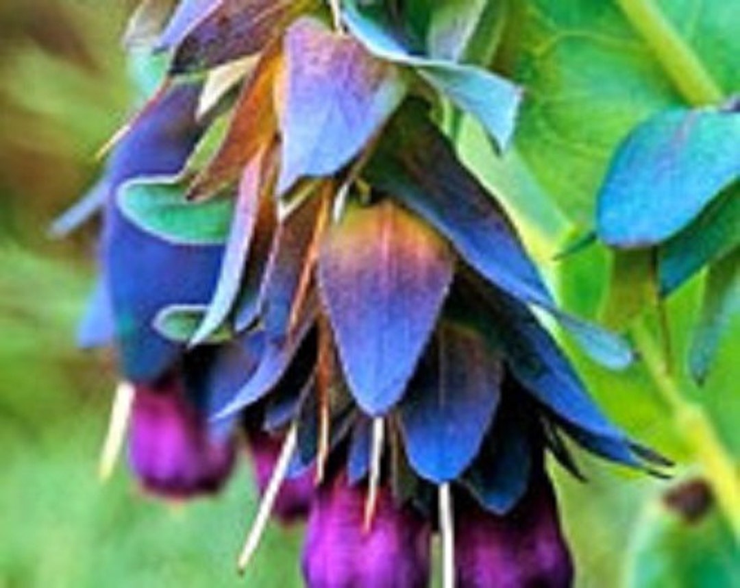 25 Cerinthe Major BLUE SHRIMP Plant Flower Seeds / Easy to Grow Annual ...