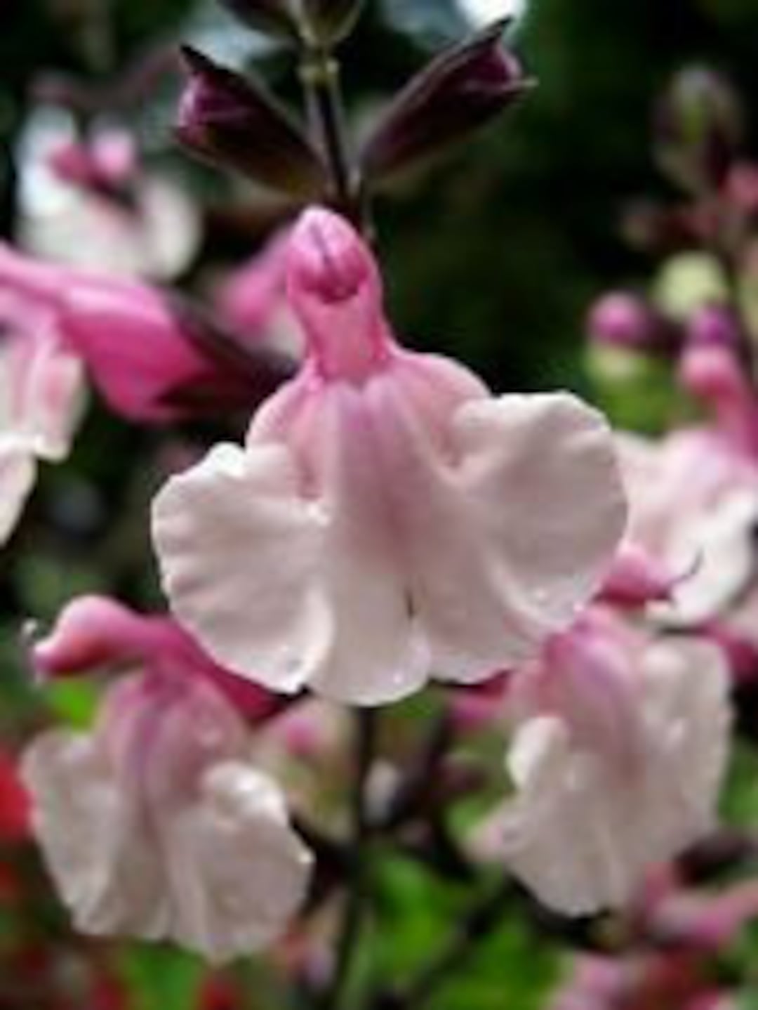 40+ SALVIA PINK FRILLS Flower Seeds / Perennial / Drought & Deer ...