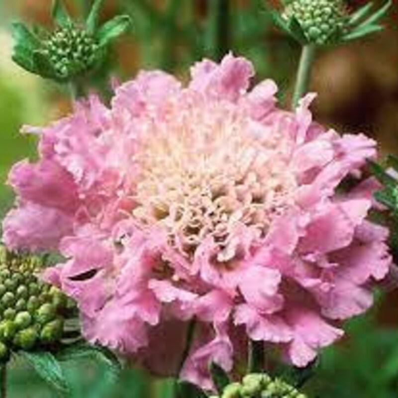 Scabiosa Seeds - Etsy