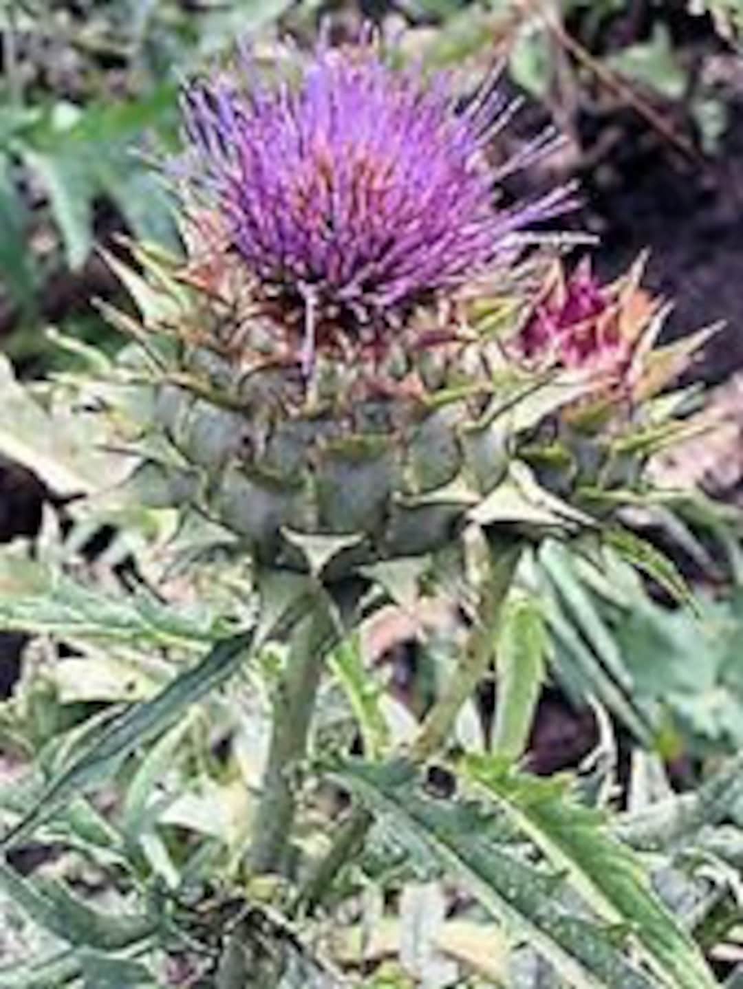 30+ Cardoon Flower Seeds Great Dried or Fresh Arrangement - Etsy
