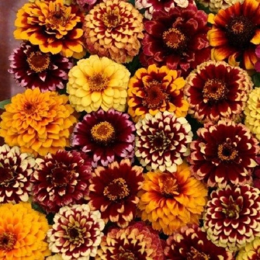 50+ Aztec Sunset Mix Zinnia / Flower Seeds. - Etsy