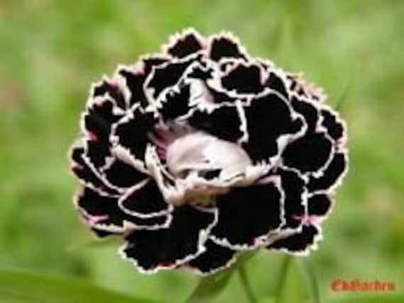 30 Black / White Carnation Flower Seeds / Perennial | Etsy