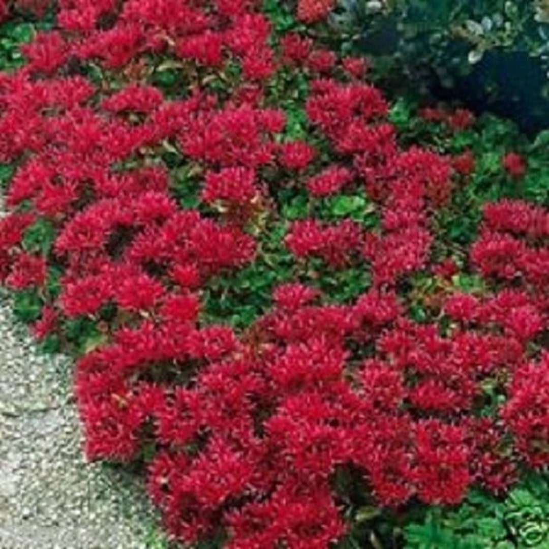 50+ Cherry Red Summer Glory Sedum / Perennial Flower Seeds / DEER ...