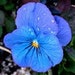 30 Viola Cornuta Blue Perfection / Perennial / Flower Seeds - Etsy