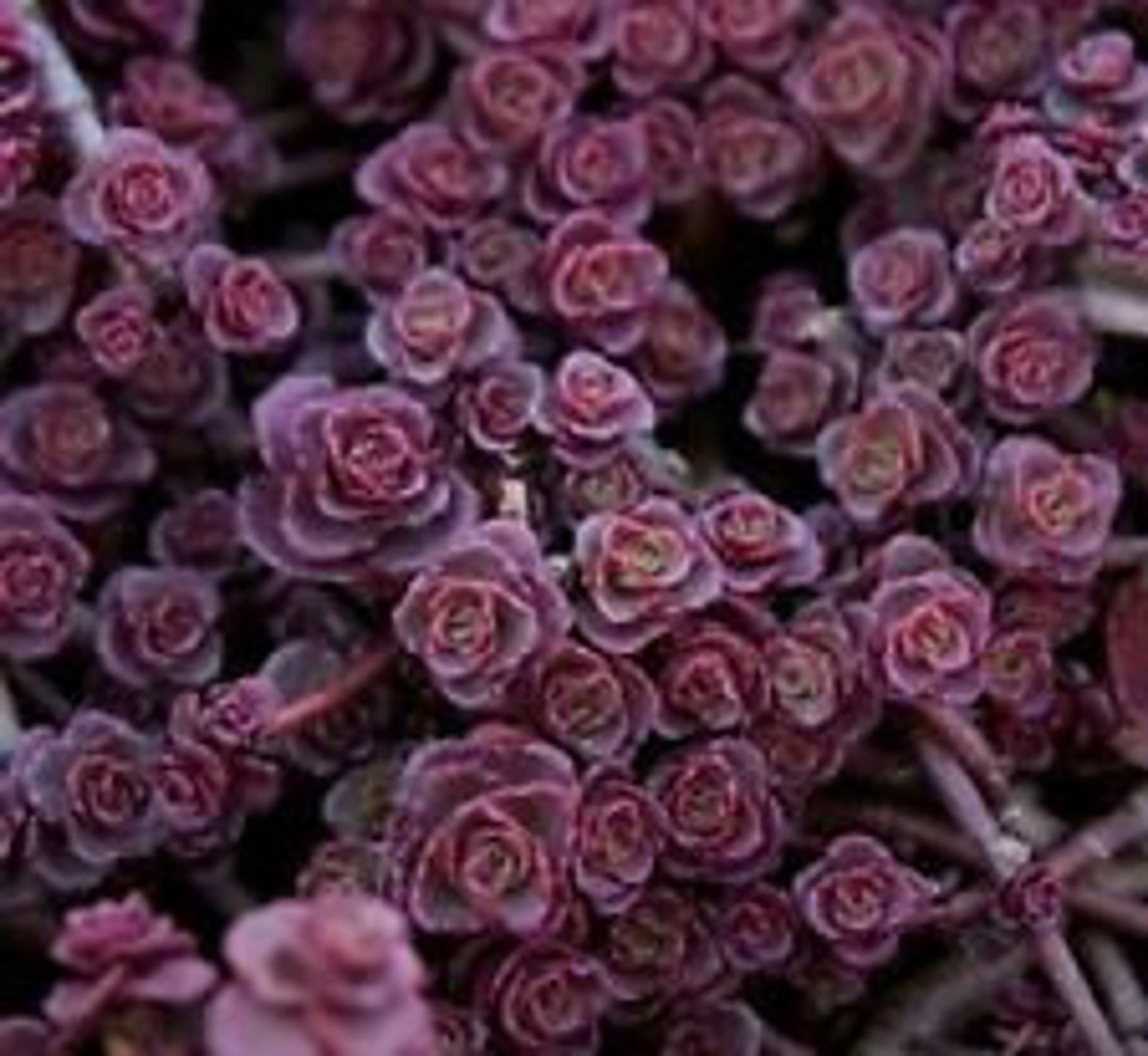 50+ PURPLE CARPET SEDUM Flower Seeds / Dark Red / Drought Tolerant ...