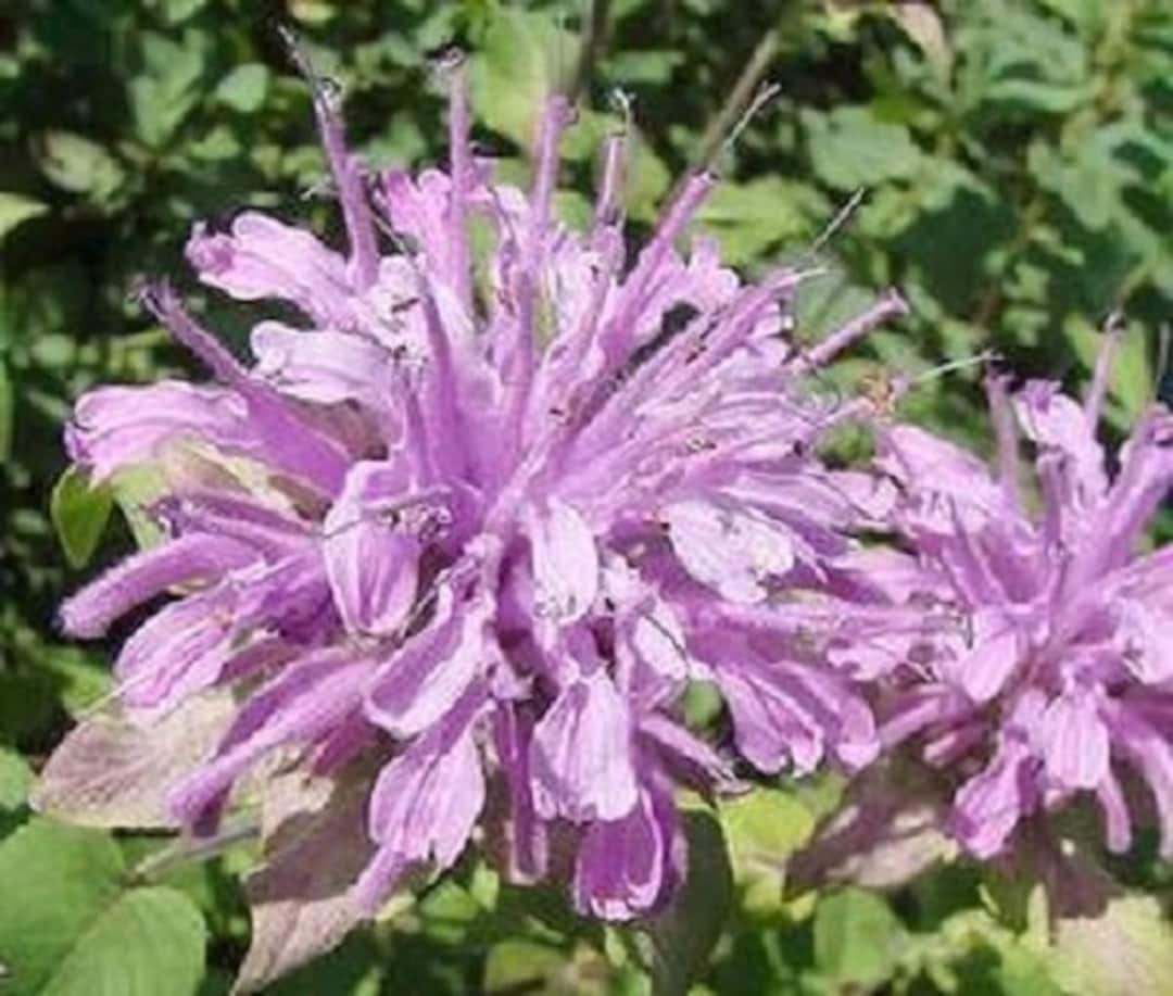 50+ Lilac Monarda Bee Balm Flower Seeds / Deer Resistant Perennial ...
