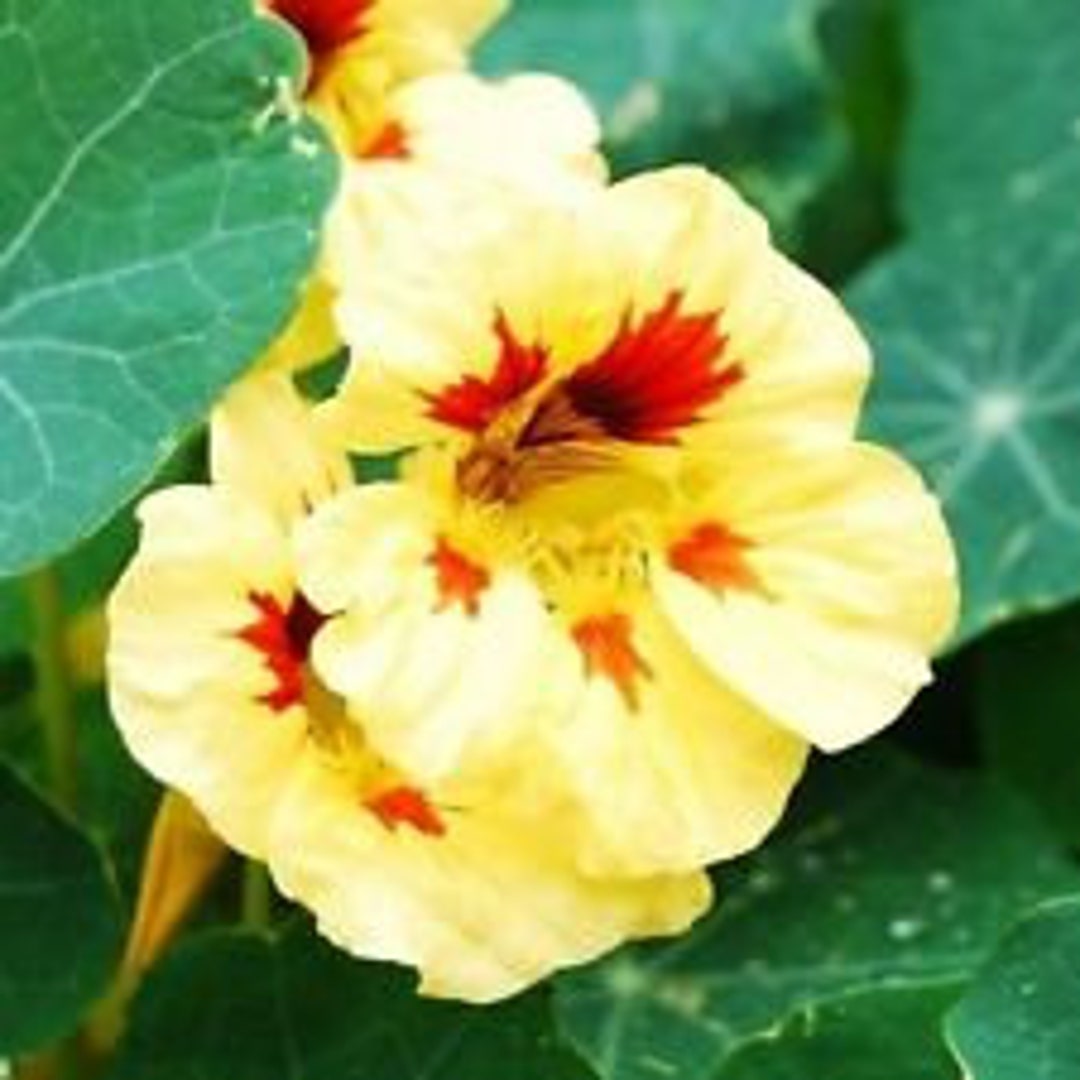 NEW! 25+ Jewel Peach Melba Nasturtium Flower Seeds / Long Lasting ...