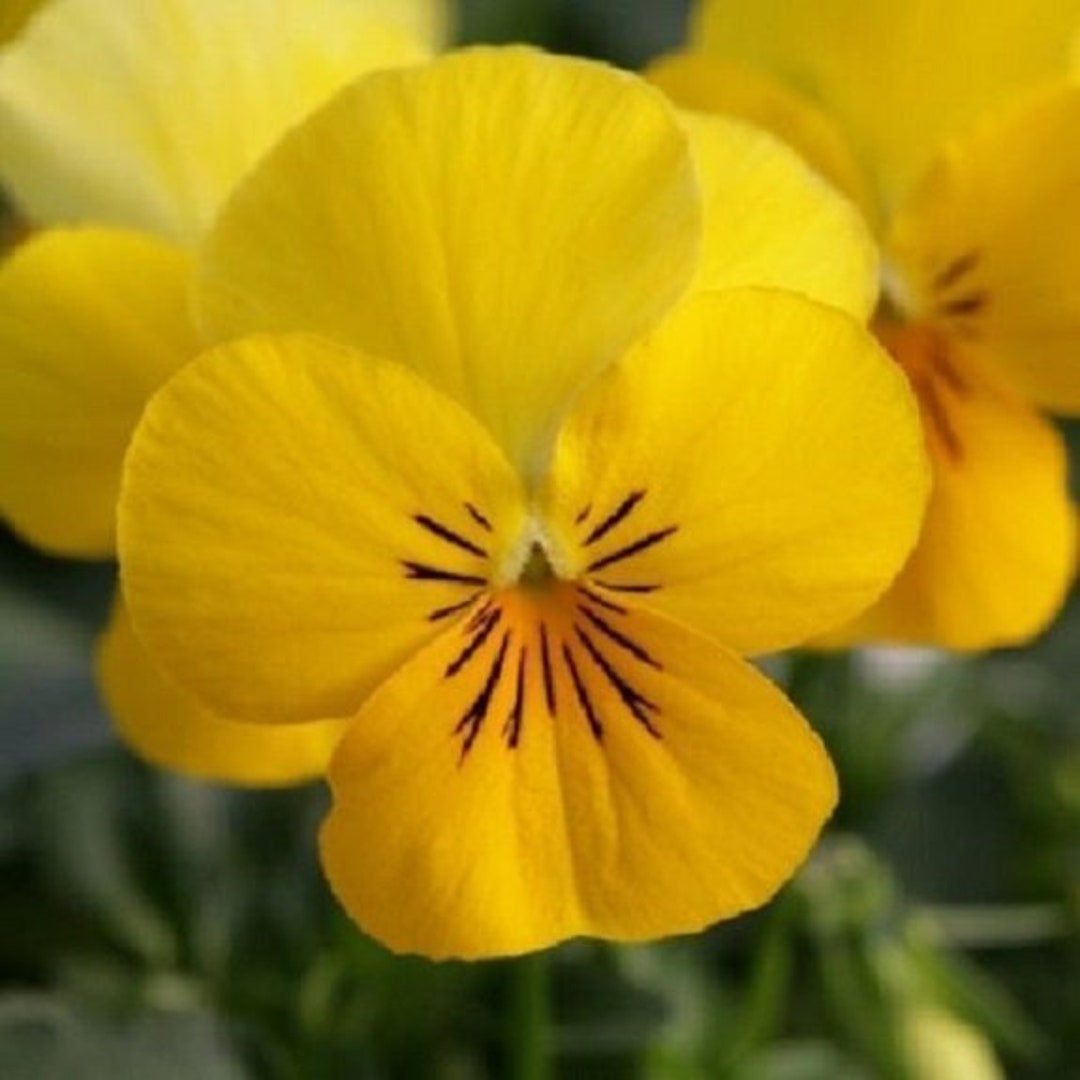 30+ Velour Yellow Viola / Shade-loving / Perennial / Flower Seeds - Etsy