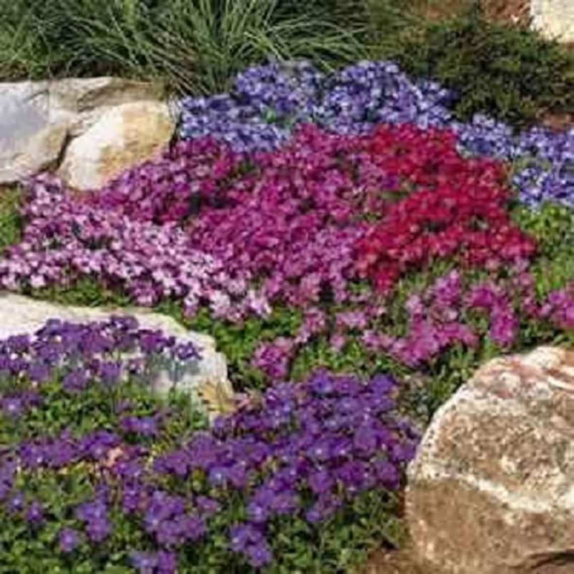 50 Bright Blue Rock Cress AUBRIETA FLOWER SEEDS / Evergreen Perennial ...