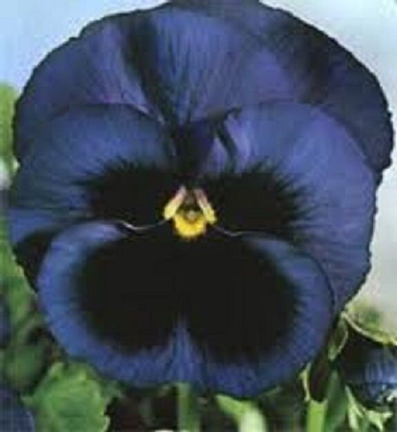 NEW 35 Viola NAVY Blue Giant Ullswater Perfection / Perennial / Flower ...