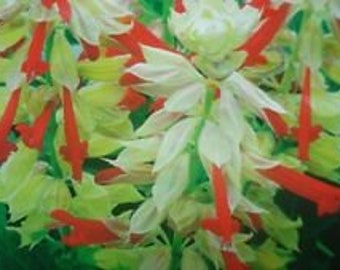 40 Salvia Salsa Red Bi-color / Drought Tolerant / Sage / Perennial ...