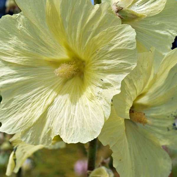 Hollyhock Seeds - Etsy