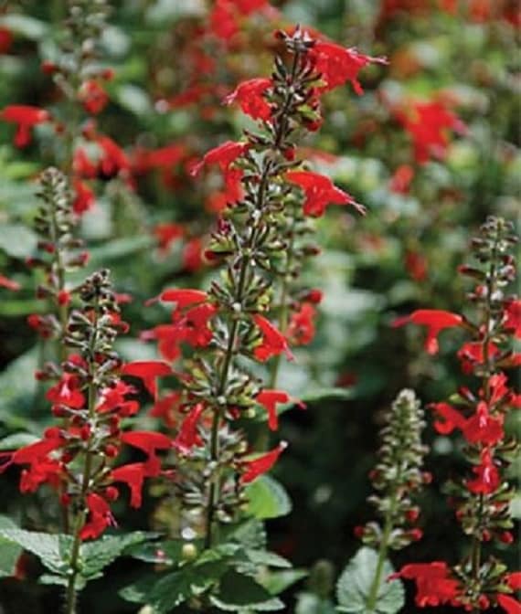 Lady In Red Salvia
