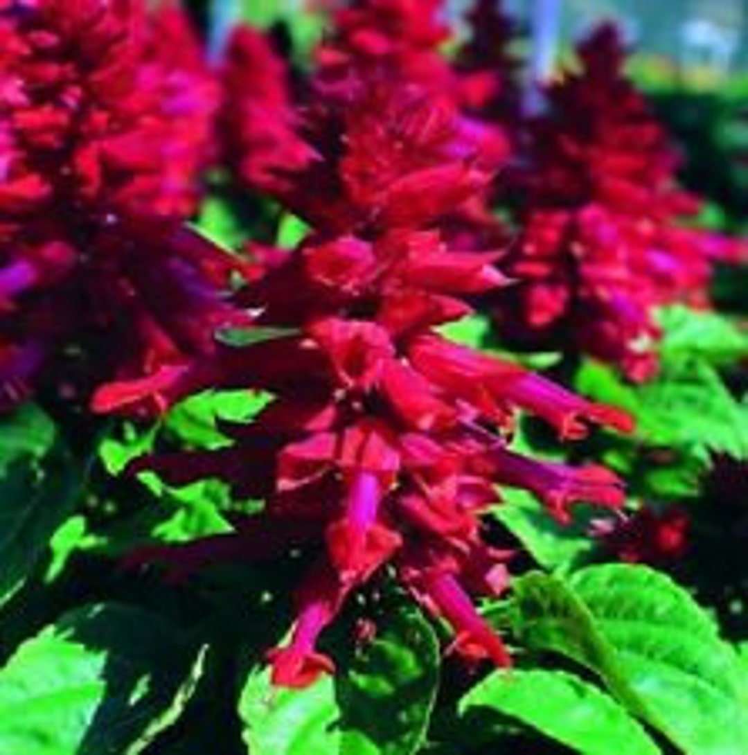 40+ SIZZLER BURGUNDY SALVIA Flower Seeds Perennial Drought Tolerant ...