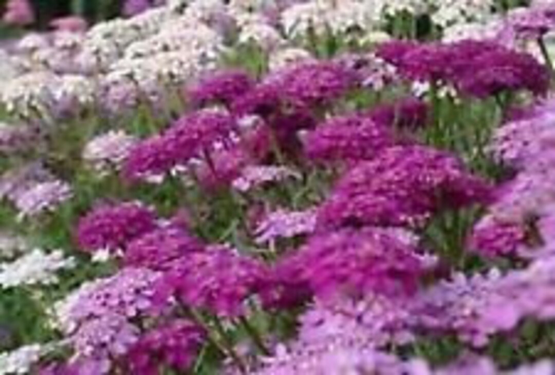 50+ Iberis Gibraltarica Purple/lilac Candytuft Flower Seeds Mix / Deer ...