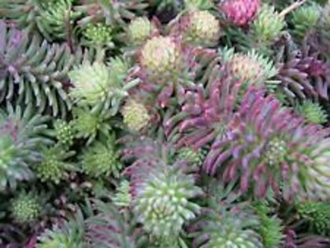 50 Sedum Oracle Perennial Flower Seeds - Etsy